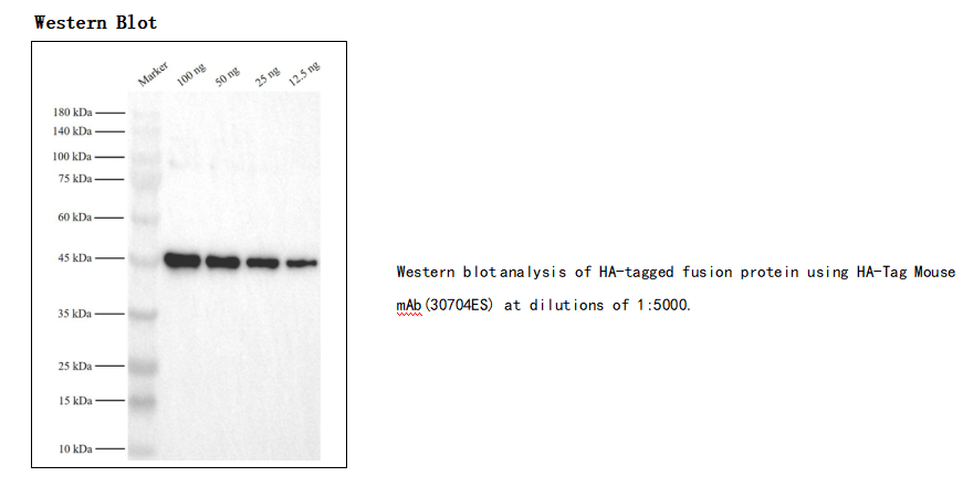 Ha标签小鼠单克隆抗体ha Tagmouse Mab